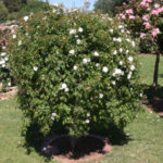 Weeping Roses - NurseriesOnline USA