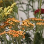 Achillea Varieties - Nurseries Online USA