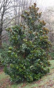 Magnolia Little Gem | NurseriesOnline USA