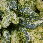 Aucuba Japonica or 'Gold Dust Plant' | NurseriesOnline USA