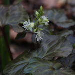 Beesia deltophylla and Beesia calthifolia | Nurseries Online USA