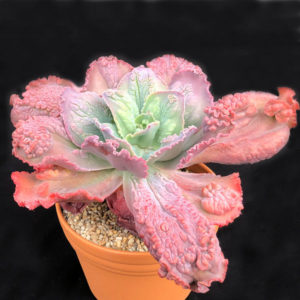 Echeveria Varieties | NurseriesOnline USA