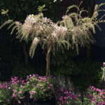 How to Grow Wisteria | NurseriesOnline USA