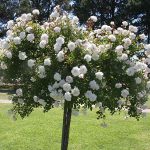 Weeping Roses - NurseriesOnline USA