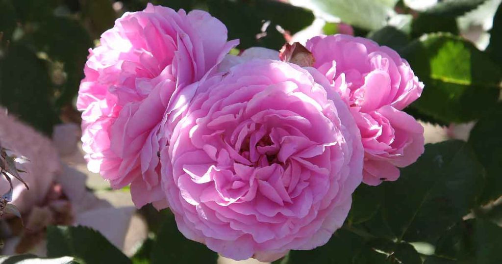 Bourbon Roses - Repeat Flowering & Perfumed | Nurseries Online
