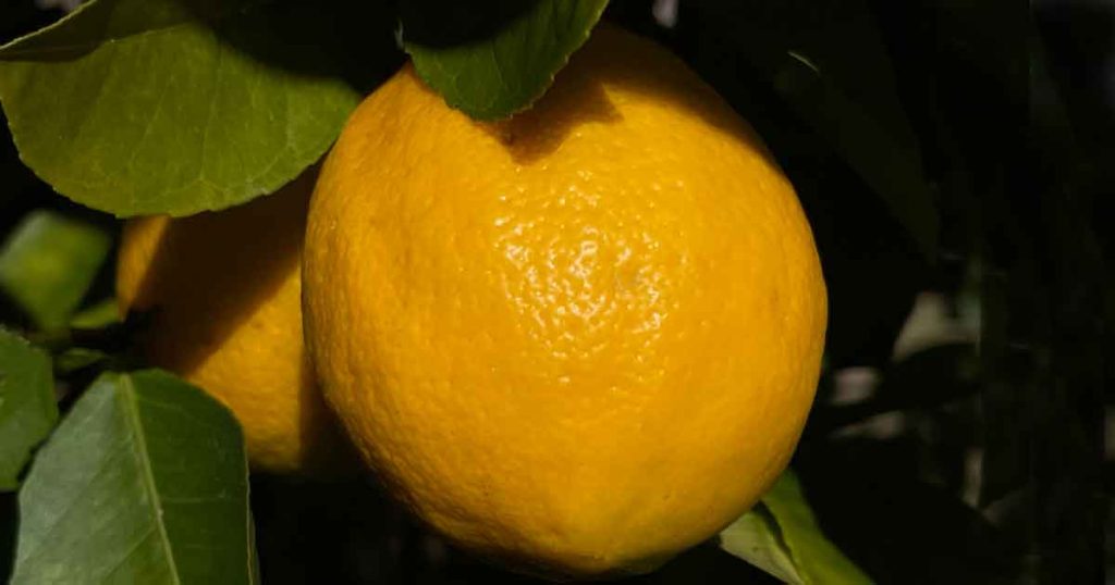 Citrus Tree Varieties and Care - Nurseries Online USA