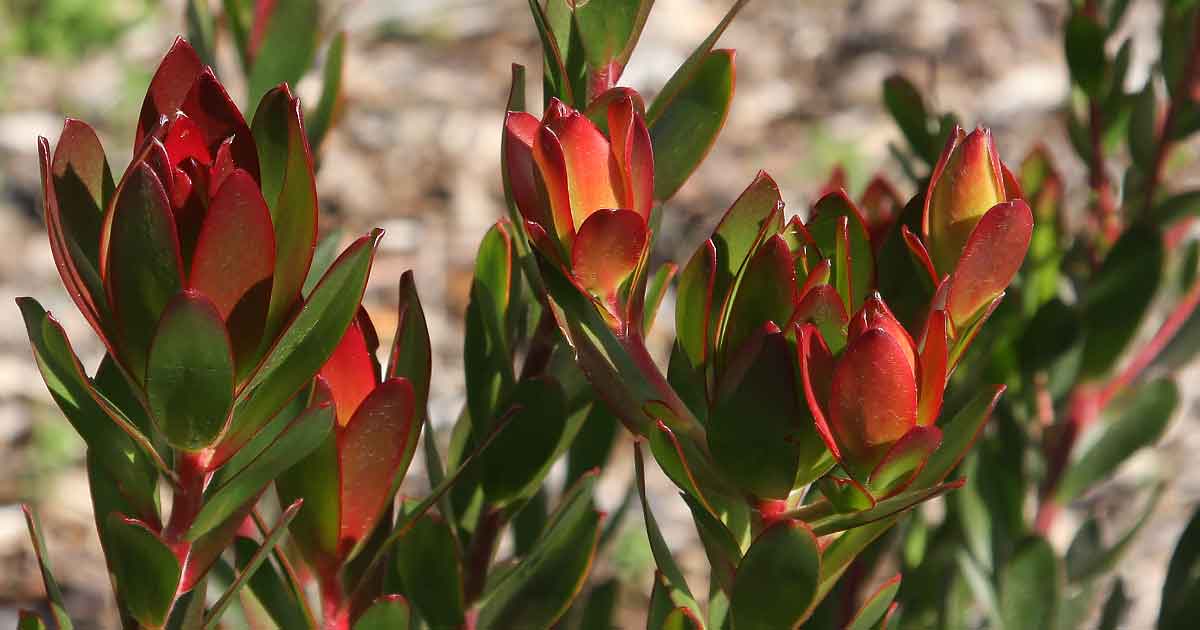 Leucadendron - The Conebush | NurseriesOnline USA