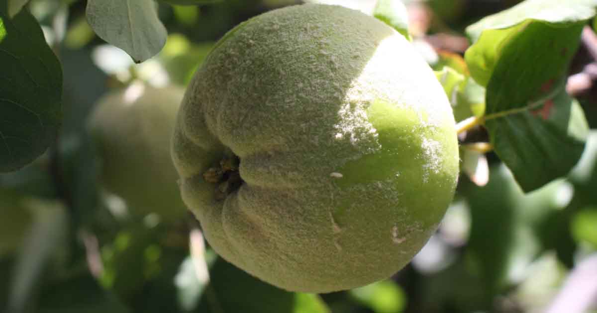 Growing Quince Trees | Nurseries Online
