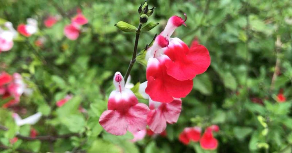 How and When To Prune Salvia | Nurseries Online USA