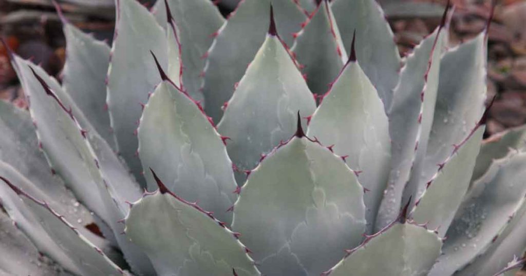 Agave parryi | Nurseries Online USA