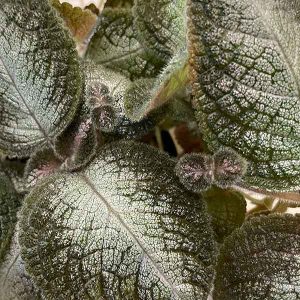 How to Grow Episcia - Trailing African Violet | NurseriesOnline USA