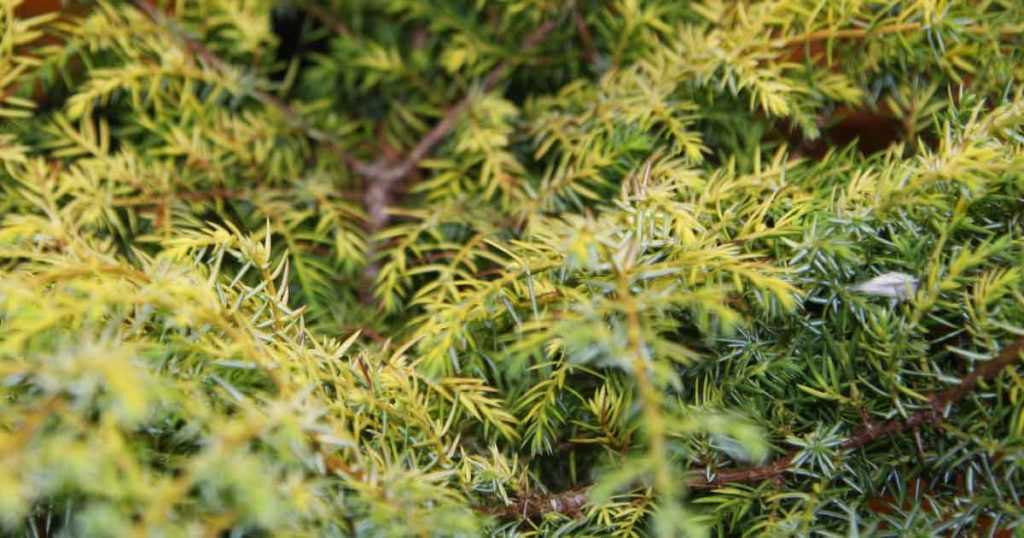 Juniperus communis - The Common Juniper | Nurseries Online USA