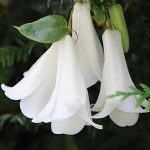 Lapageria rosea - How to grow Chilean Bellflower | Nurseries Online USA