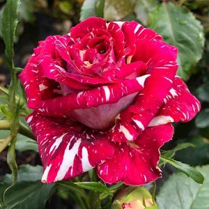 Multicolour Roses | Nurseries Online USA