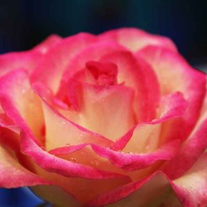 Multicolour Roses | Nurseries Online USA