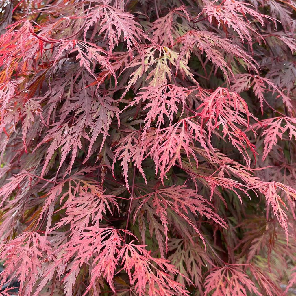 Acer Palmatum Orangeola - Laceleaf Japanese Maple | Nurseries Online USA