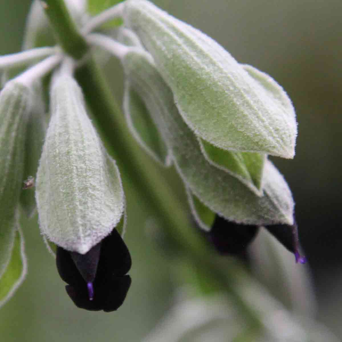Black Flowering Plants - Our Top 10 | Nurseries Online USA