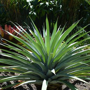 Alcantarea odorata - The Fragrant Alcantarea