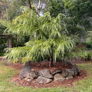 Cedrus deodara aurea 'Pendula' - A small weeping tree.