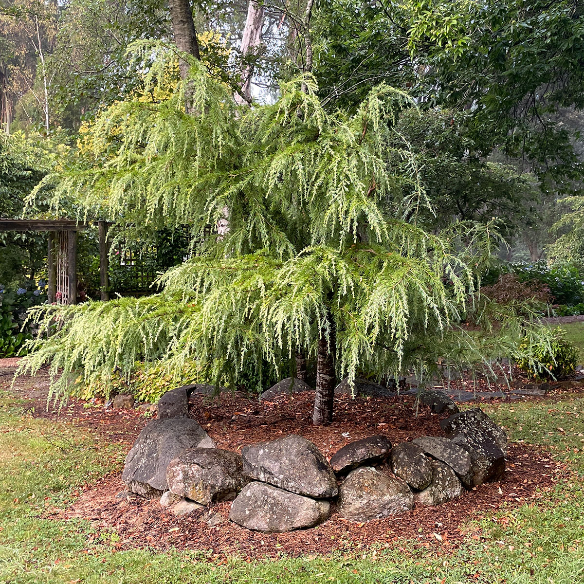 Cedrus deodara aurea 'Pendula' - A small weeping tree.