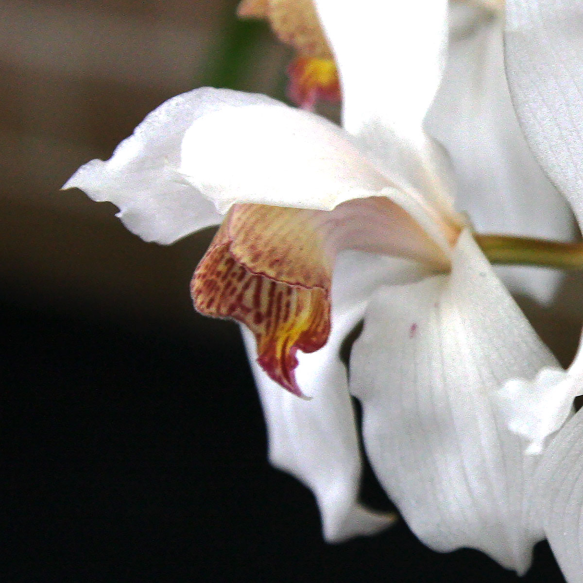 Cymbidium Orchid Species - A Beginners Guide