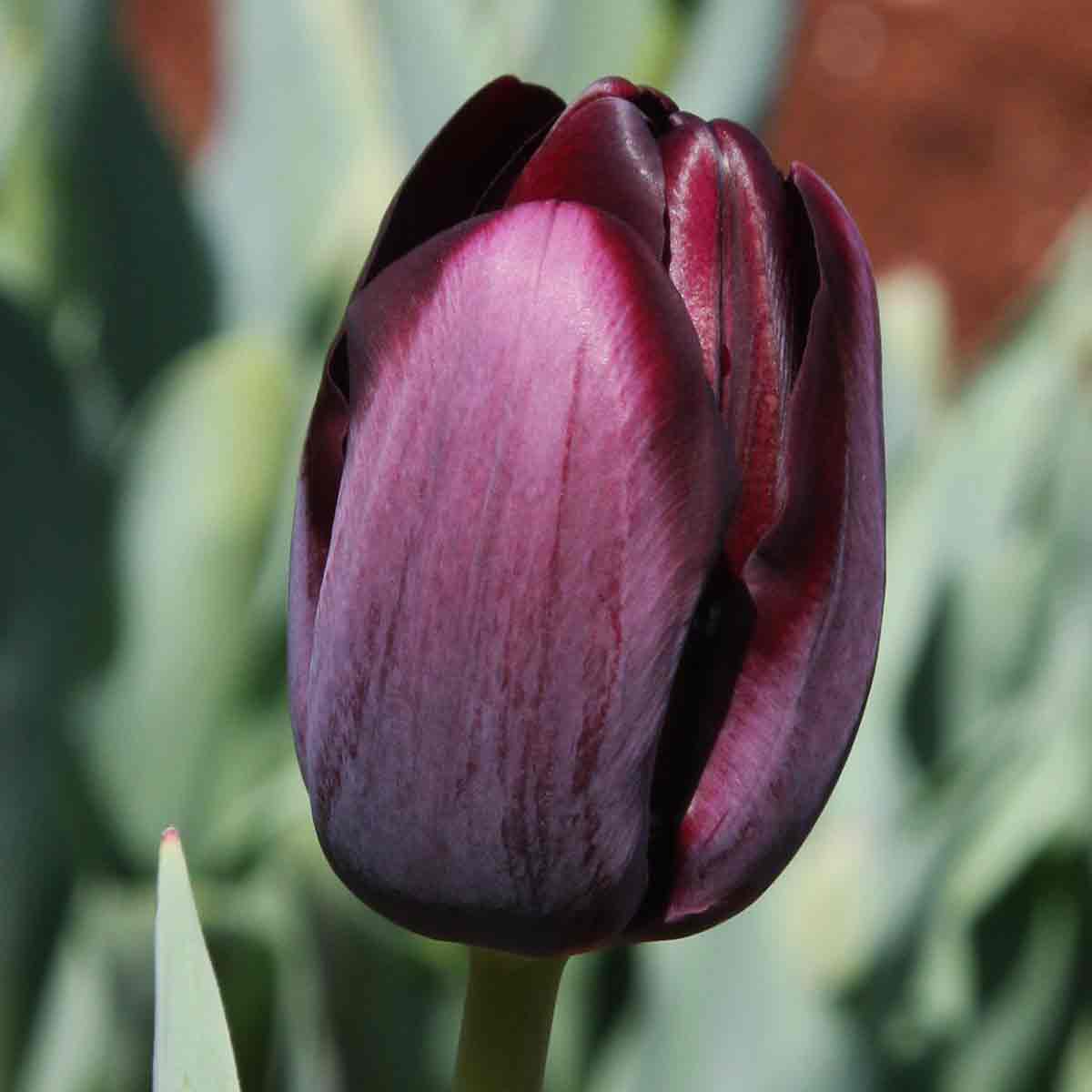 Black Flowering Plants - Our Top 10 | Nurseries Online USA