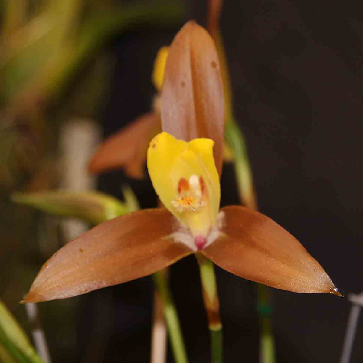 How to Grow Lycaste Orchids | Nurseries Online USA