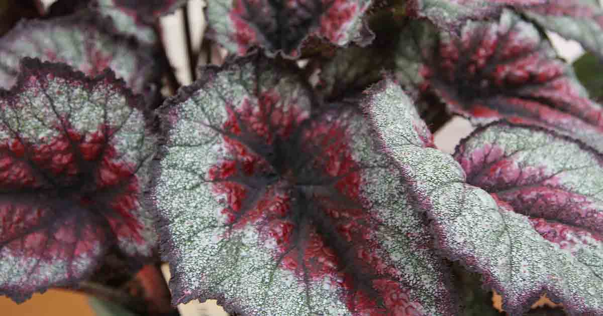 Rex Begonias - Care and Varieties | NurseriesOnline USA
