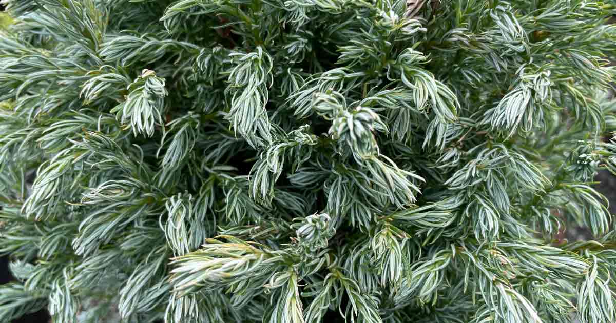 Lemon Thread False Cypress Dwarf