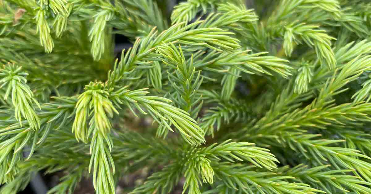 Cryptomeria japonica 'Globosa Nana' - Dwarf Japanese Cedar