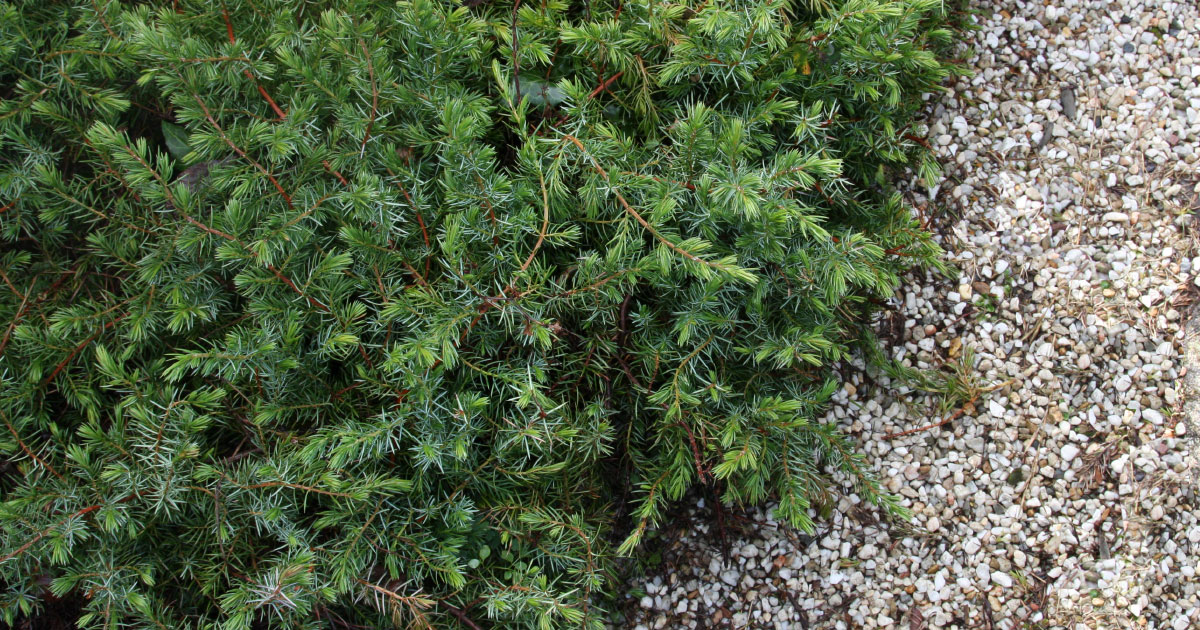 Juniperus conferta - The Shore Juniper | Nurseries Online USA