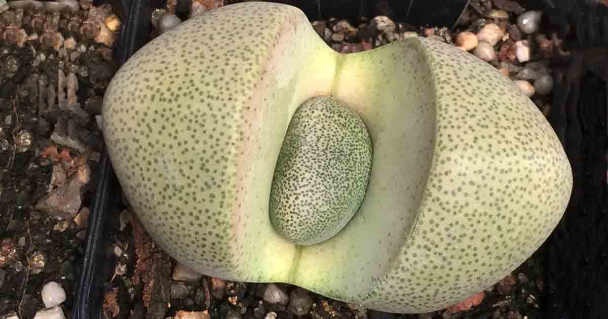 How To Grow Pleiospilos Nelii or 'Split Rock' Plant