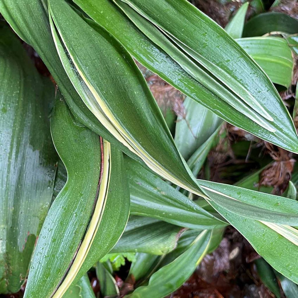 Rohdea japonica - Japanese Sacred Lily or 'Omoto'